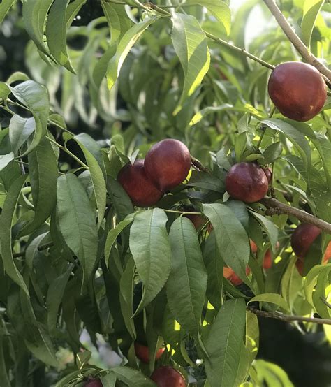 Snow Queen Nectarine Prunus Persica Var Nucipersica Snow Queen