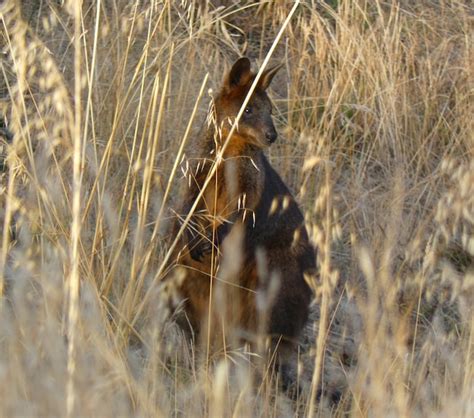 Premium Photo Dead Plants On Field