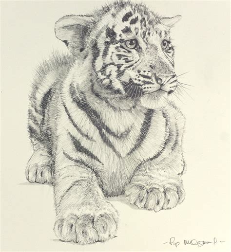 White Tiger Cub Pip Mcgarry Clarendon Fine Art