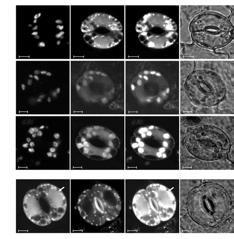 Effects Of Kcn And Cccp On Dcf And Tmre Fluorescence In Gc Of Pea Leaf Download Scientific