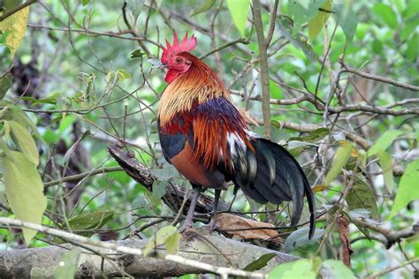 Musham Khan Insearchpk