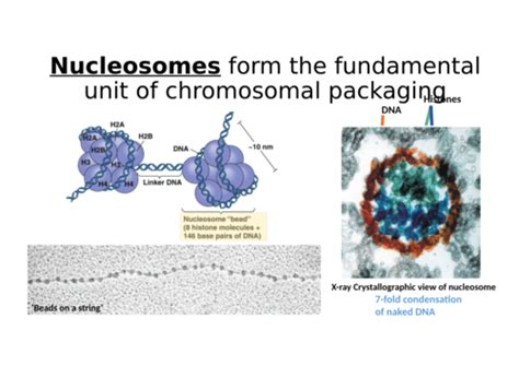 Lecture 1 4 Flashcards Quizlet