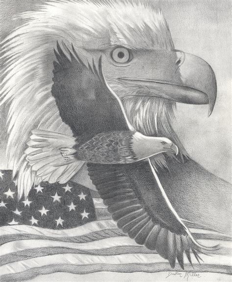 American Bald Eagle Drawing By Dustin Miller Fine Art America