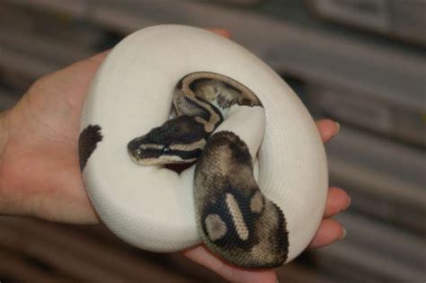 Axanthic Killer Clown Ball Python Axanthic Killer Clown Ball Python