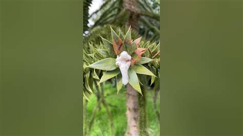 Monkey Puzzle Tree Sap And Leaves April 2023 Youtube