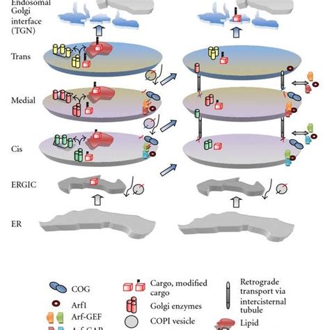 The Vesicular Transport Model Top Versus The Cisternal Maturation