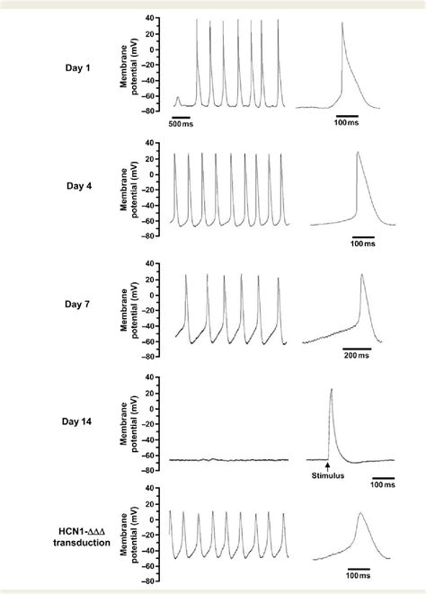 Figure 1 From Automaticity And Conduction Properties Of Bio Artificial