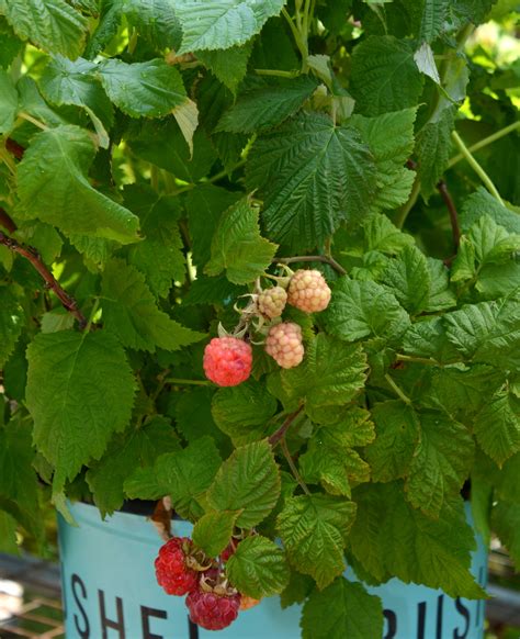 Rubus Strawberry Shortcake Passiglia Landscape Nursery And Garden Center