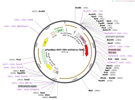 Addgene Pfastbac Gst Tev Mcherry Tbk1