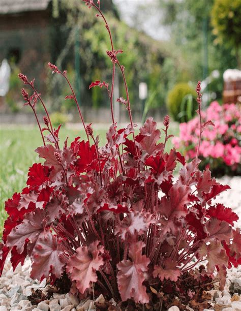 Potted 1 Litre Heuchera Melting Fire Coral Bells
