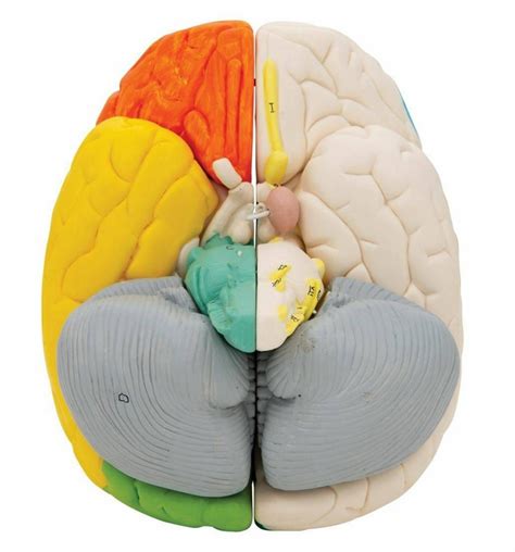 Bio 253 Brain Underneath Diagram Quizlet