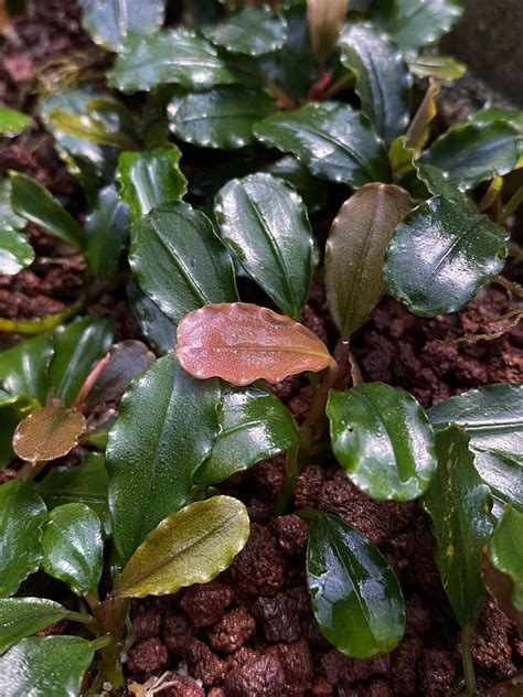 Aquatic Idea Thai ตู้ไม้น้ำเมืองไทย Brownie Red😍😍🌱 Facebook