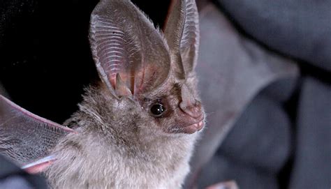 Leaf Nosed Bat Fun Facts