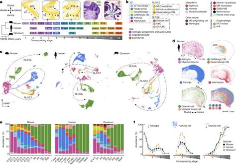 Cellular Development And Evolution Of The Mammalian Cerebellum Nature