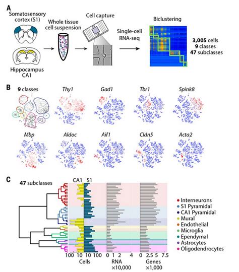 Python Tools For Single Cell Rna Seq Analysis The Startup Medium