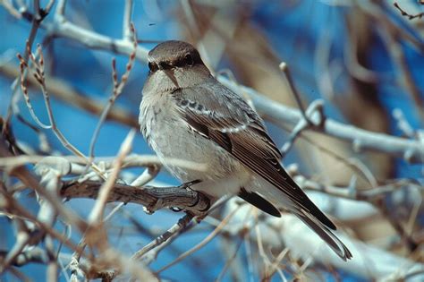Photography Of Swift Bird Premium Ai Generated Image Photography Of Swift Bird Premium Ai Generated Image