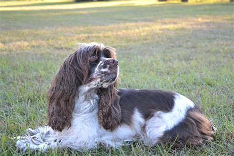 My 2 Year Old Cocker Shes Crazy But We Love Her Rcockerspaniel