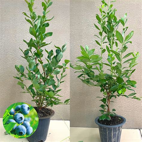 라라런던농원 왕블루베리묘목 블루베리나무 4년생 재배 키우기 듀크 위시버킷