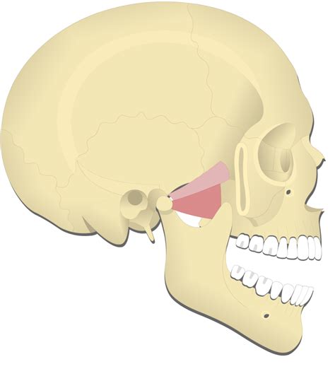 Lateral Pterygoid Action