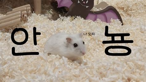 모찌언냐 모찌의 아침일상 햄스터 브이로그 햄스터키우기 Youtube