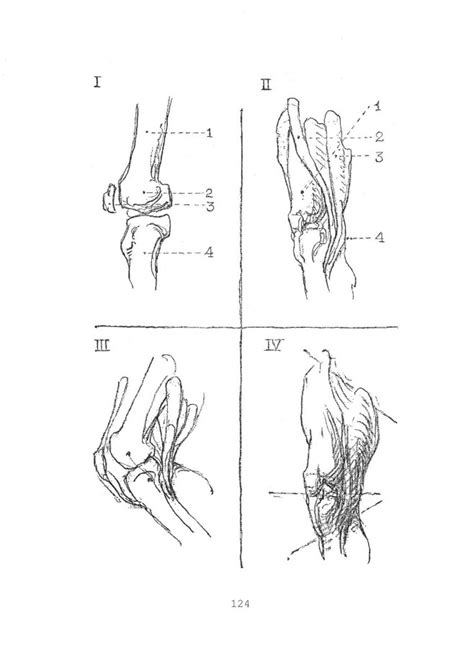 伯里曼人体构造（精排版） 123