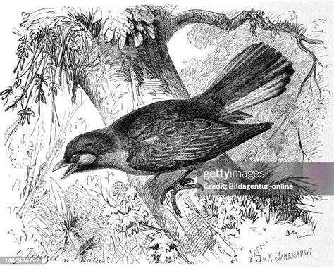 Bird Nose Photos And Premium High Res Pictures Getty Images