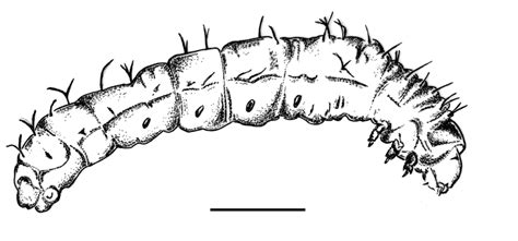 Vista Lateral De Larva Madura De Parapoynx Sp Escala 2mm Download