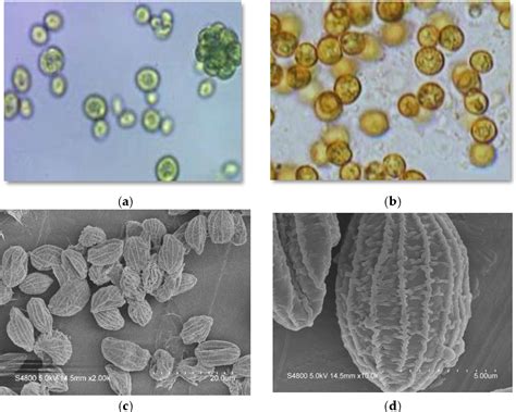 Figure 1 From Formation Of Lutein β Carotene And Astaxanthin In A