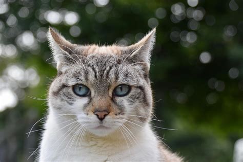 Meer Dan 80000 Gratis Afbeeldingen Van Jonge Kut En Huisdier Pixabay