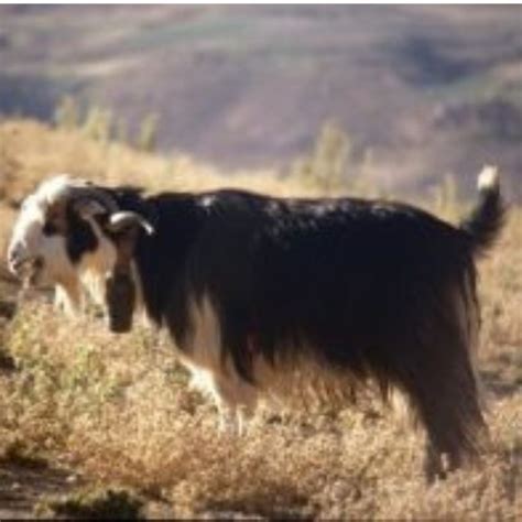 Goat Evolution A 10000 Year History Of Gene Flow Biotechniques