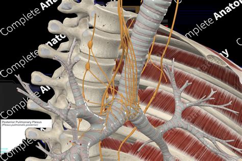 Posterior Pulmonary Plexus Complete Anatomy