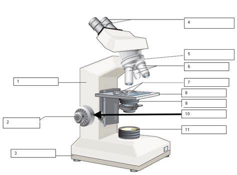 Microscope Label Diagram Quizlet