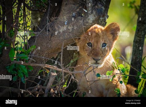 Mufasa E Simba Immagini E Fotografie Stock Ad Alta Risoluzione Alamy