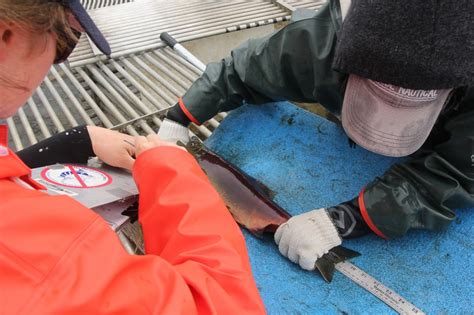 Northern Bering Sea Integrated Ecosystem Research Program