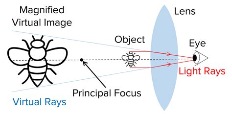 Lenses Worksheets Questions And Revision Mme Worksheets Library