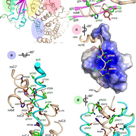 the p loop of gαi1 provides a pre ordered binding site for gtp in the