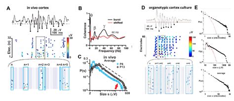 Self Organization Into The 3 Rd Dynamical Motif Of Neuronal Avalanches