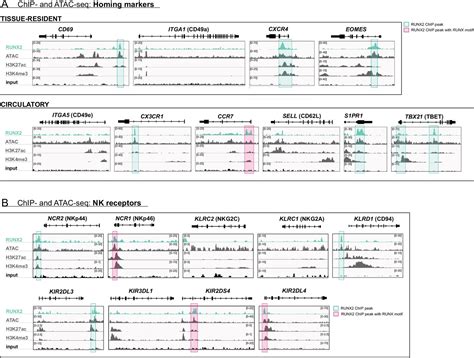 Figures And Data In The Transcription Factor Runx2 Drives The