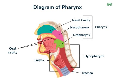 Larynx And Pharynx Anatomy Larynx Anatomy Artwork Stock Image