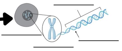 Inheritance And Variation Quiz 1 Prep Flashcards Quizlet