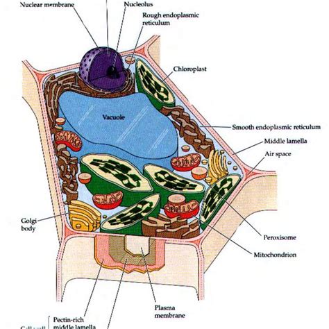 The Secretory Pathway For Protein Synthesis And Sorting Proteins Are Download Scientific