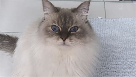 귀여운 고양이나 보고가도록 볼텍스 게이밍