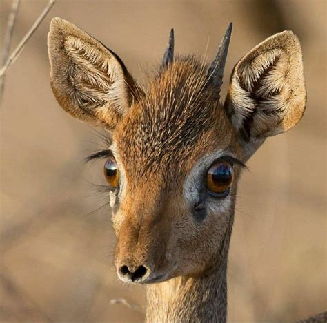 African Dik Meme