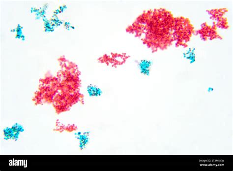 Saccharomyces Cerevisiae Slide B8a09325 Prepared Microscope Slide