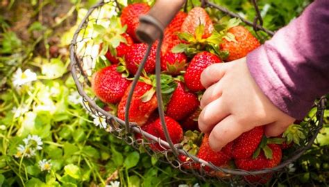 The Best West Michigan U Pick Farms Blueberry Picking Strawberry Picking Raspberry Picking More