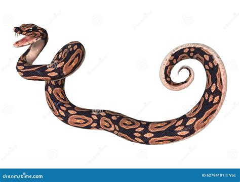 Ball Python On White Stock Illustration Illustration Of Wildlife
