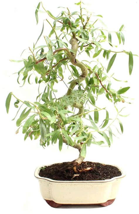 Bonsai Dwarf Japanese Curly Willow Tree Cutting Bonsai Plantly