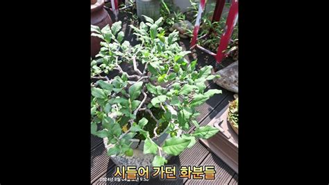 이온화 유기칼슘비료 작물 테스트 Youtube