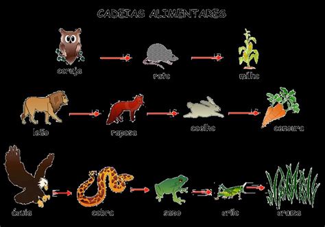 Ideias De Cadeia Alimentar Cadeia Alimentar Ciencias Desafie Seu Paladar Com A Nova