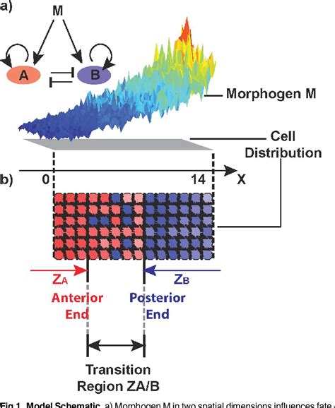figure 1 from cell sorting and noise induced cell plasticity coordinate